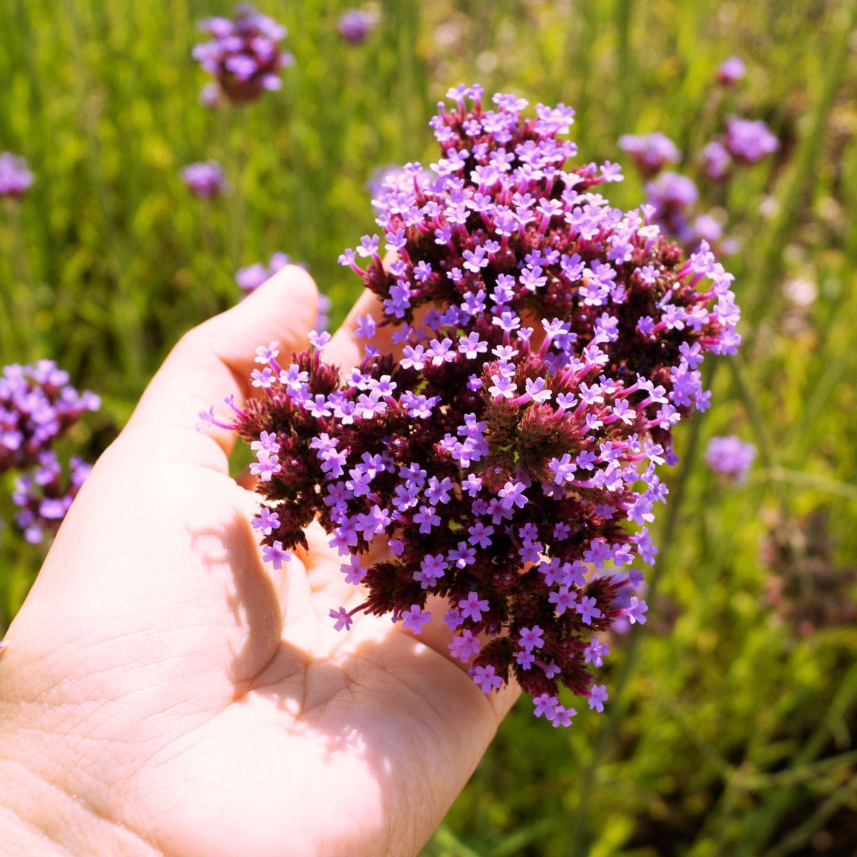 Origanum - Echte Marjolein – Clay & Roots