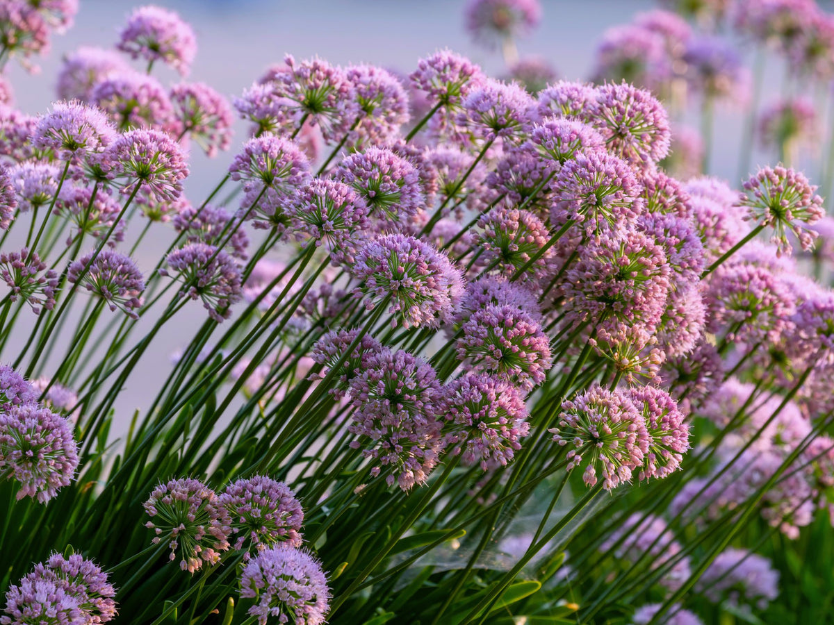 Allium Millenium | Clay & Roots